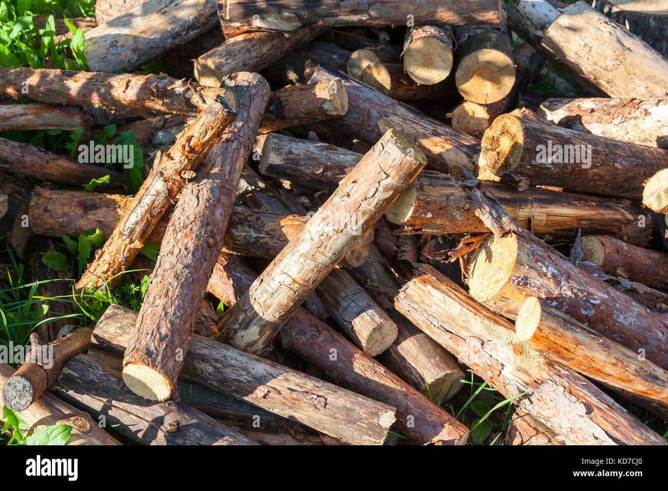 Pine logs, close-up Stock Photo - Alamy