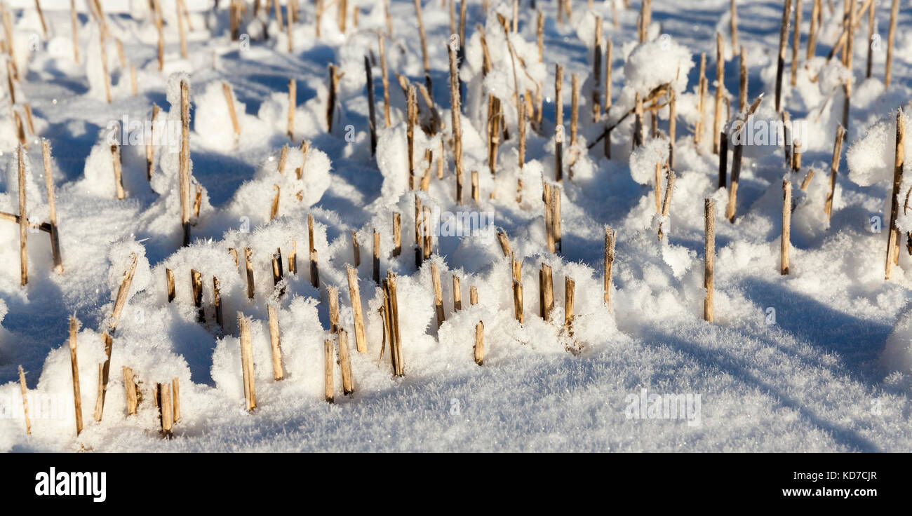 Snow covered field Stock Photo - Alamy