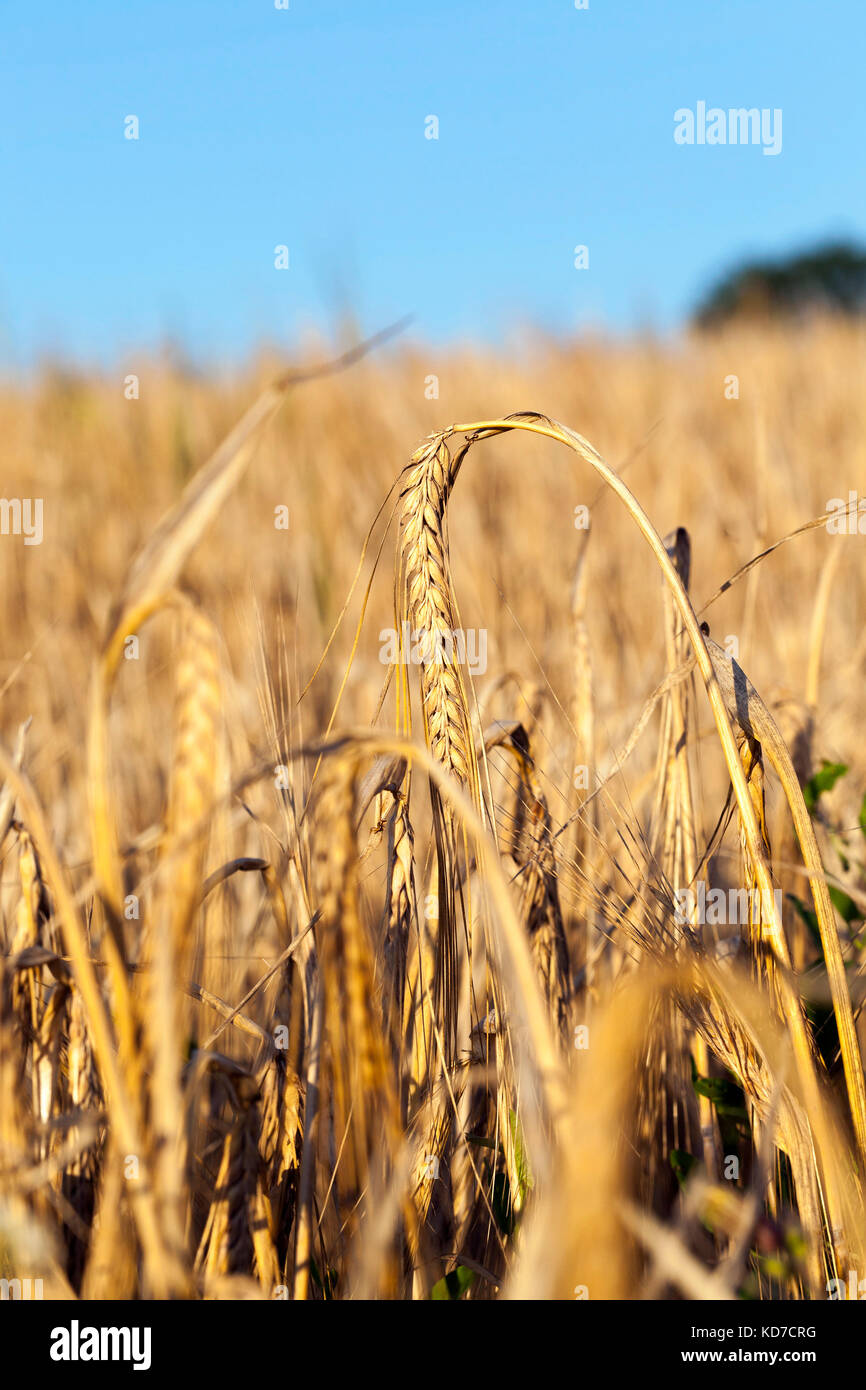 yellow farm field Stock Photo - Alamy