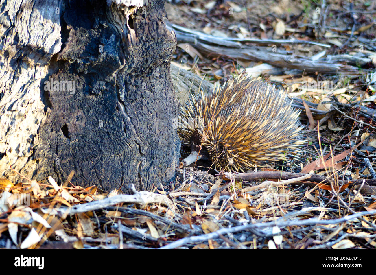 Australian Monotremes High Resolution Stock Photography and Images - Alamy