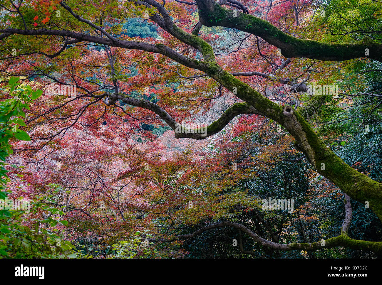 Autumn forest in Kyoto Japan. Kyoto served as Japan capital and the ...