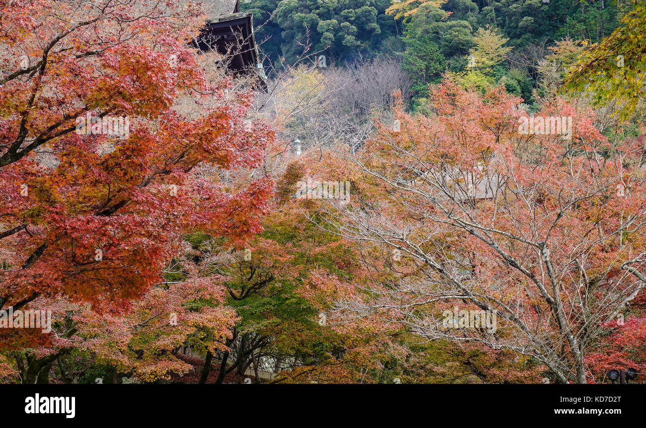 Autumn garden with maple trees in Kyoto Japan. Kyoto served as Japan ...