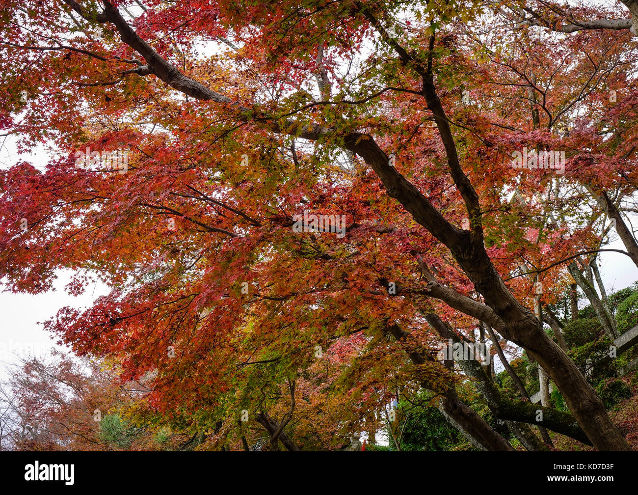 Japanese maple red emperor hi-res stock photography and images - Alamy