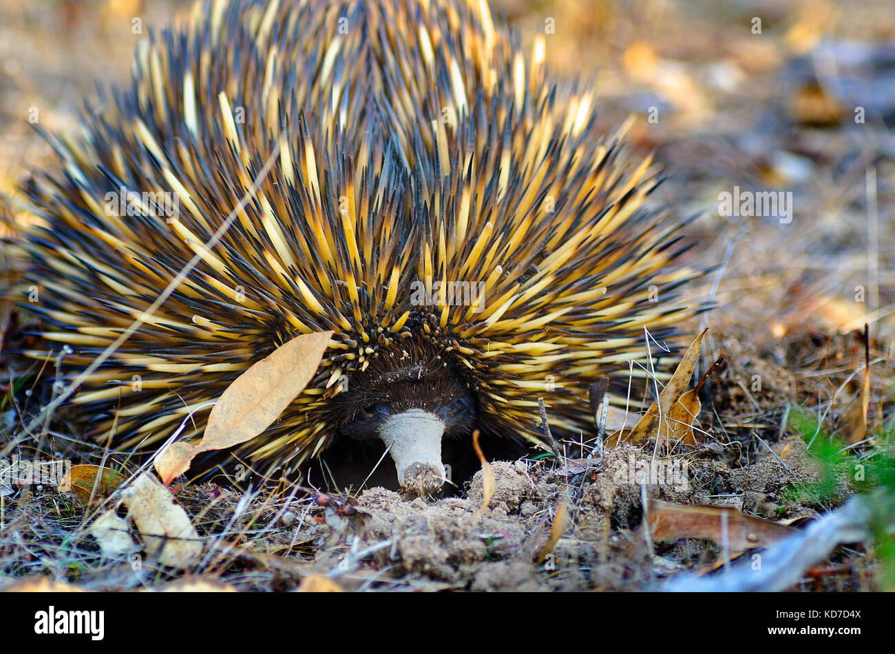 Monotremes egg hi-res stock photography and images - Alamy