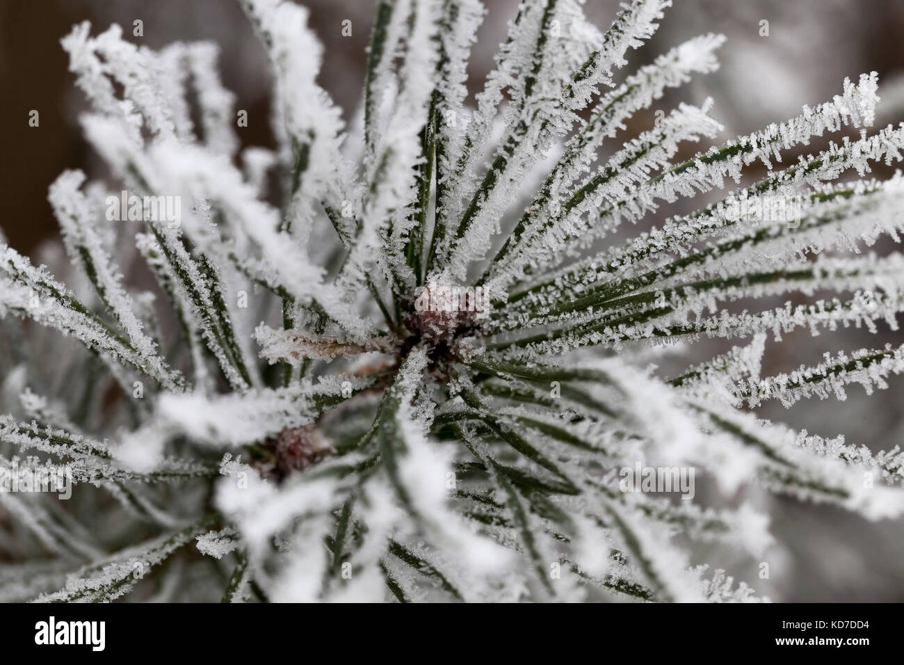 Needles in the frost Stock Photo - Alamy