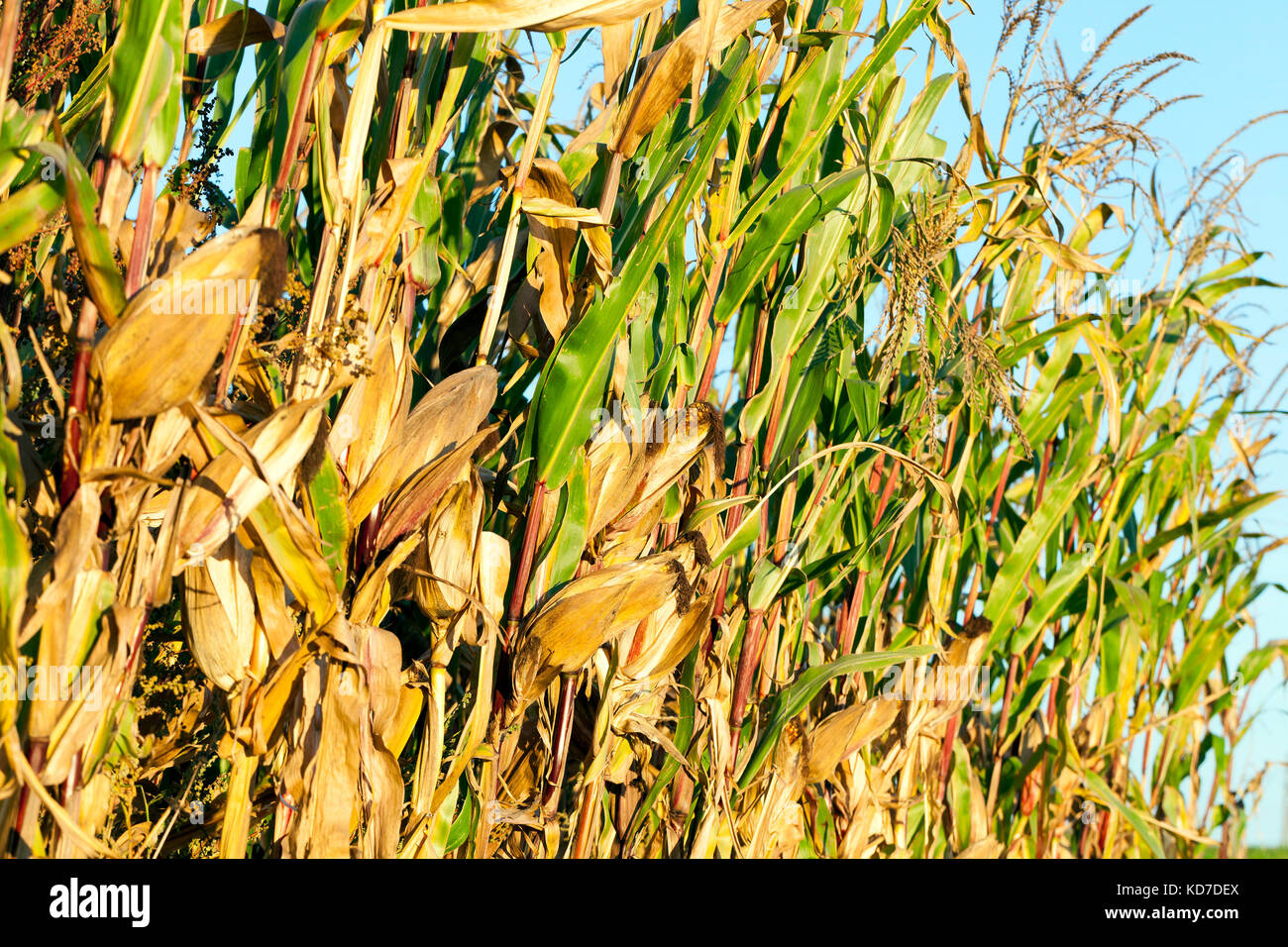 field of ripe corn Stock Photo - Alamy