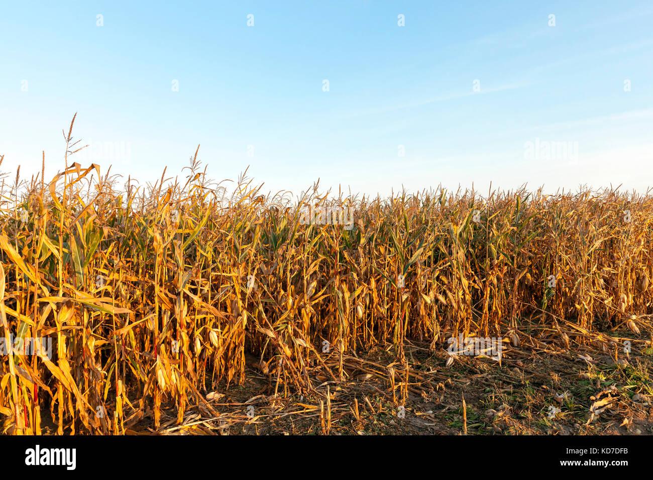 ears of ripe corn Stock Photo - Alamy