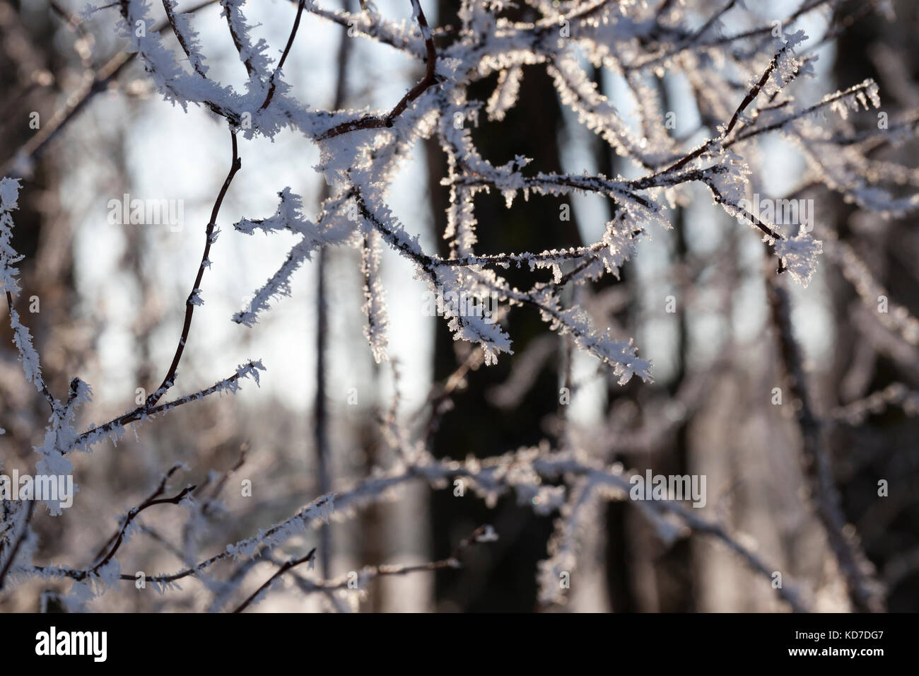 Hoarfrost on the branches of a tree Stock Photo - Alamy