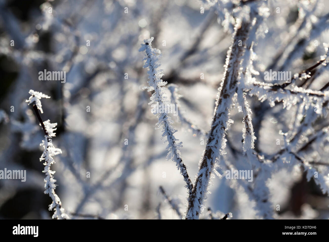 Winter time of the year Stock Photo - Alamy