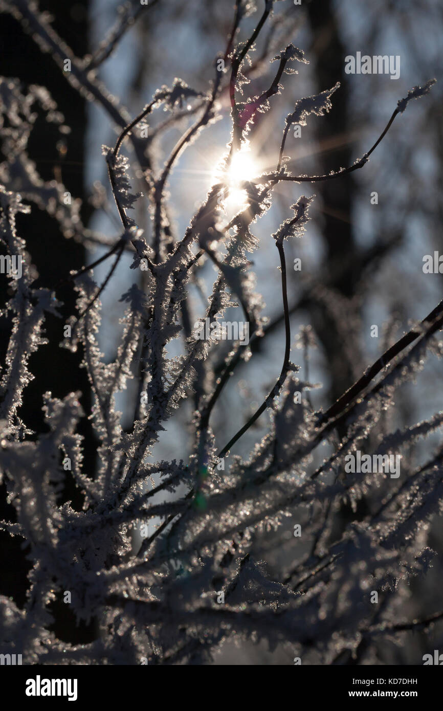 Frost on the branches of a tree Stock Photo - Alamy