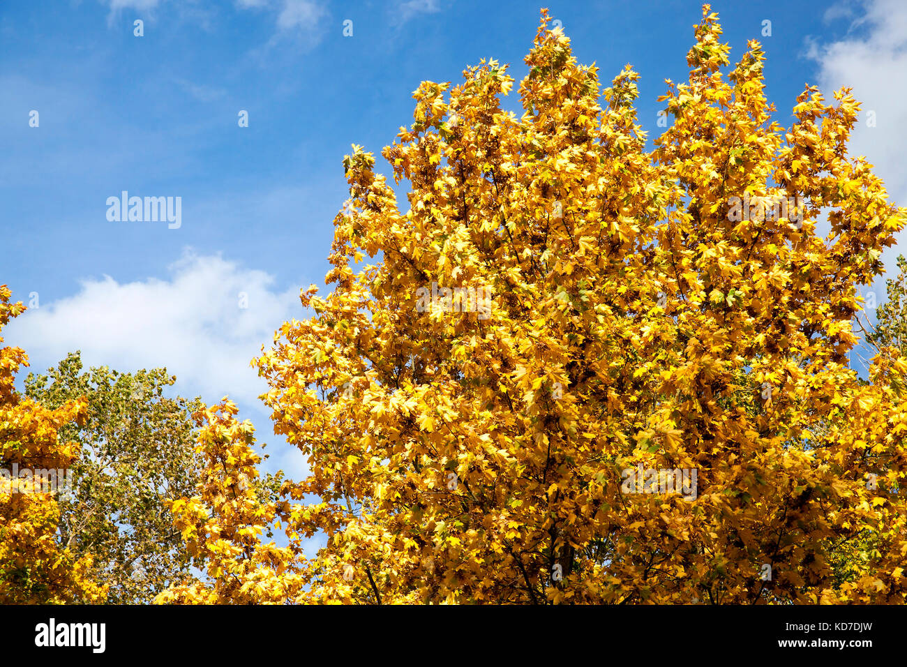 Spotted leaves maple trees hi-res stock photography and images - Alamy