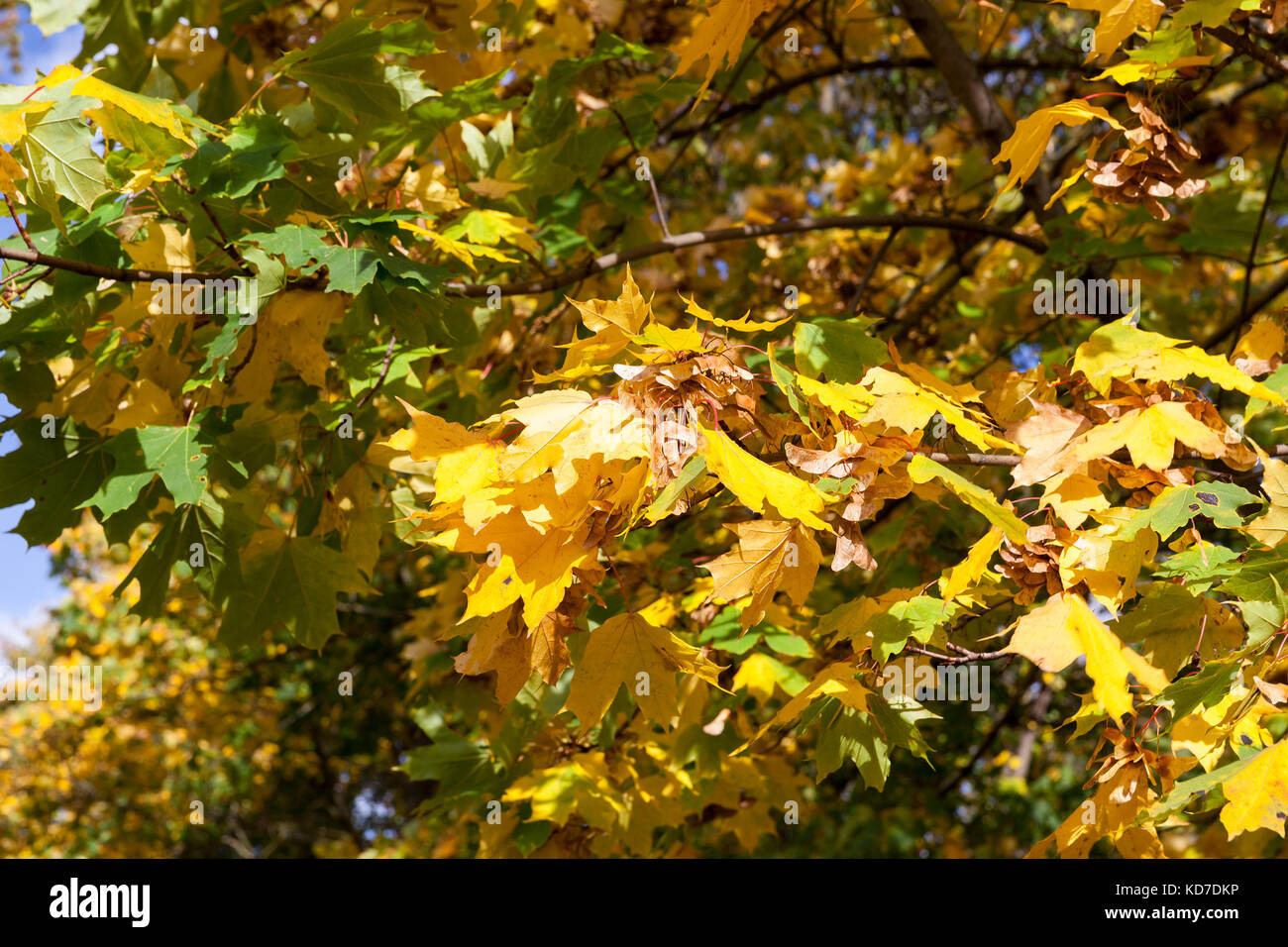 yellowed maple trees in autumn Stock Photo - Alamy
