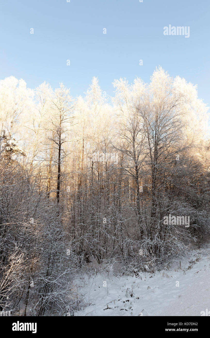 Winter landscape, close-up Stock Photo - Alamy