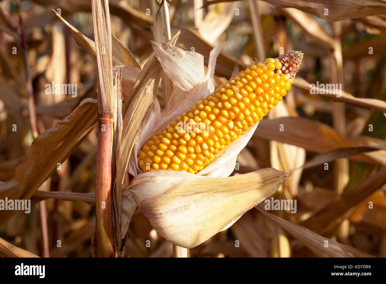 corn on an agricultural field Stock Photo - Alamy