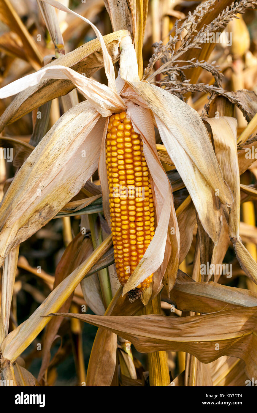 Corn loss hi-res stock photography and images - Alamy