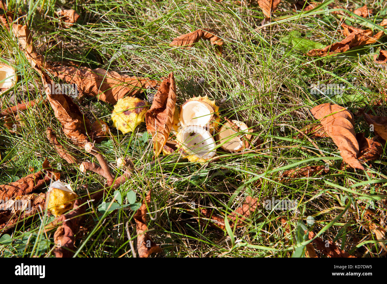 Foliar color hi-res stock photography and images - Alamy
