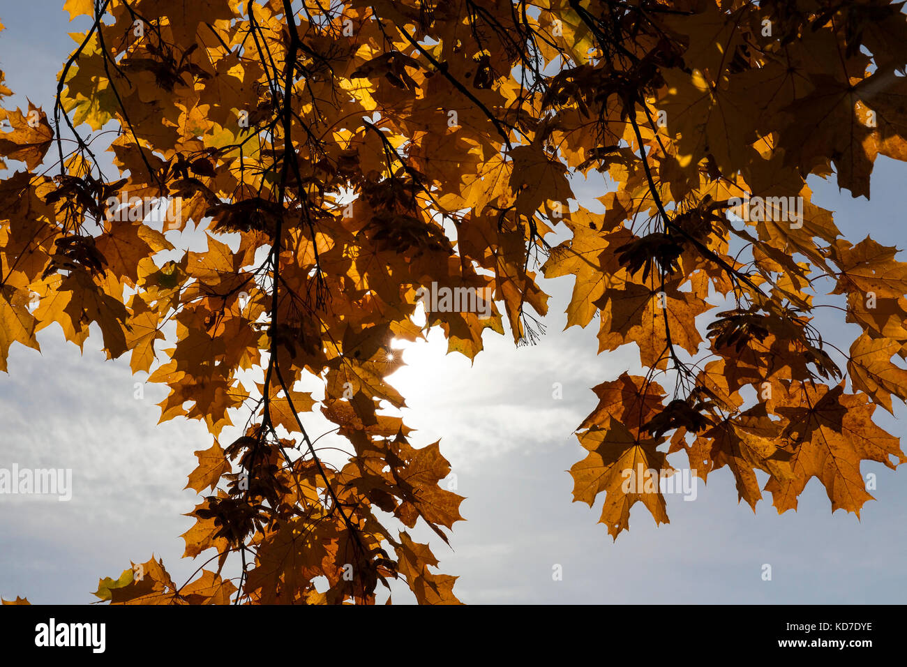 yellowed maple trees in autumn Stock Photo - Alamy