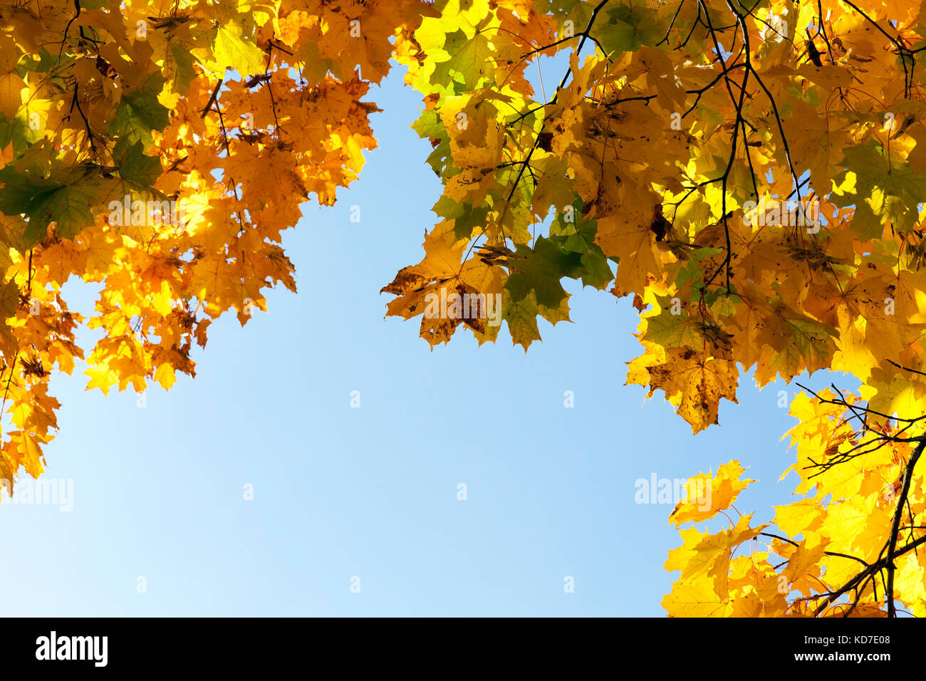 yellowed maple trees in the fall Stock Photo - Alamy