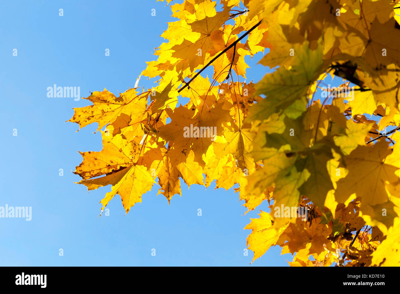 Maple tree landscape hi-res stock photography and images - Alamy