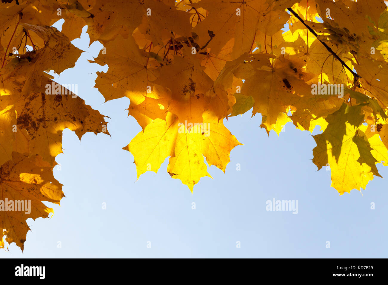 Yellow maple foliage Stock Photo - Alamy