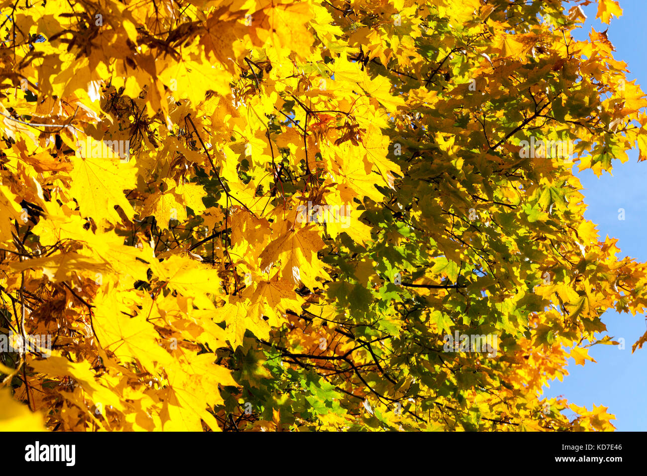 yellowed maple trees in the fall Stock Photo - Alamy