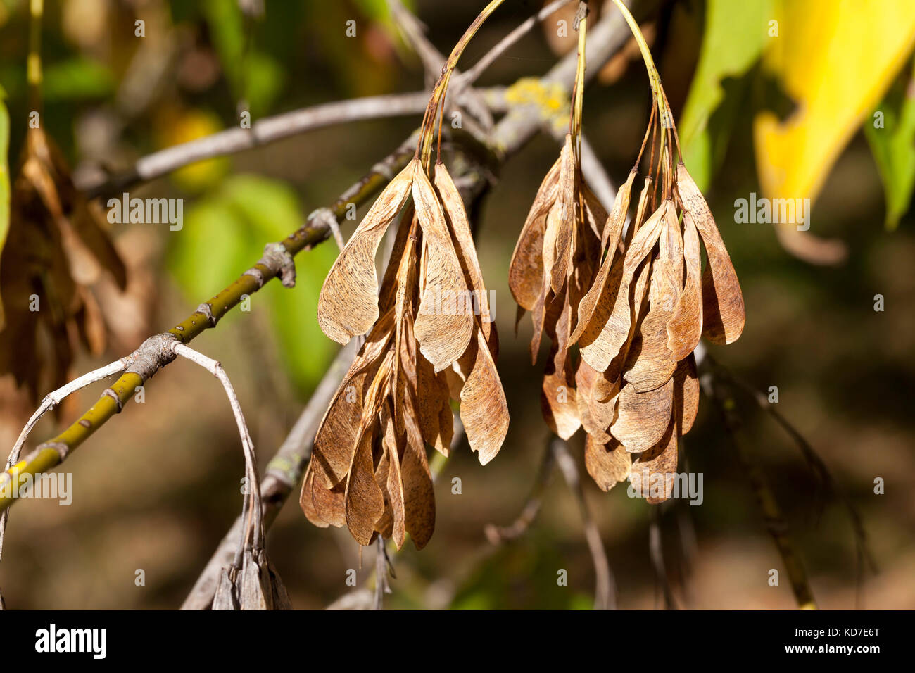 maple seeds fall Stock Photo - Alamy