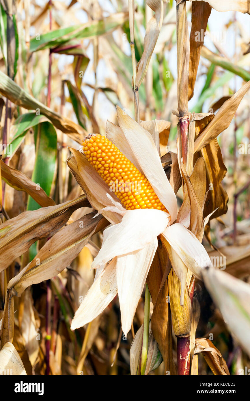 agricultural field with corn Stock Photo - Alamy