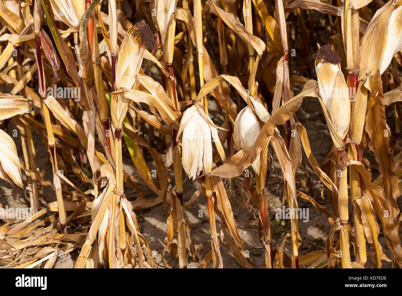 Field corn, agriculture Stock Photo - Alamy