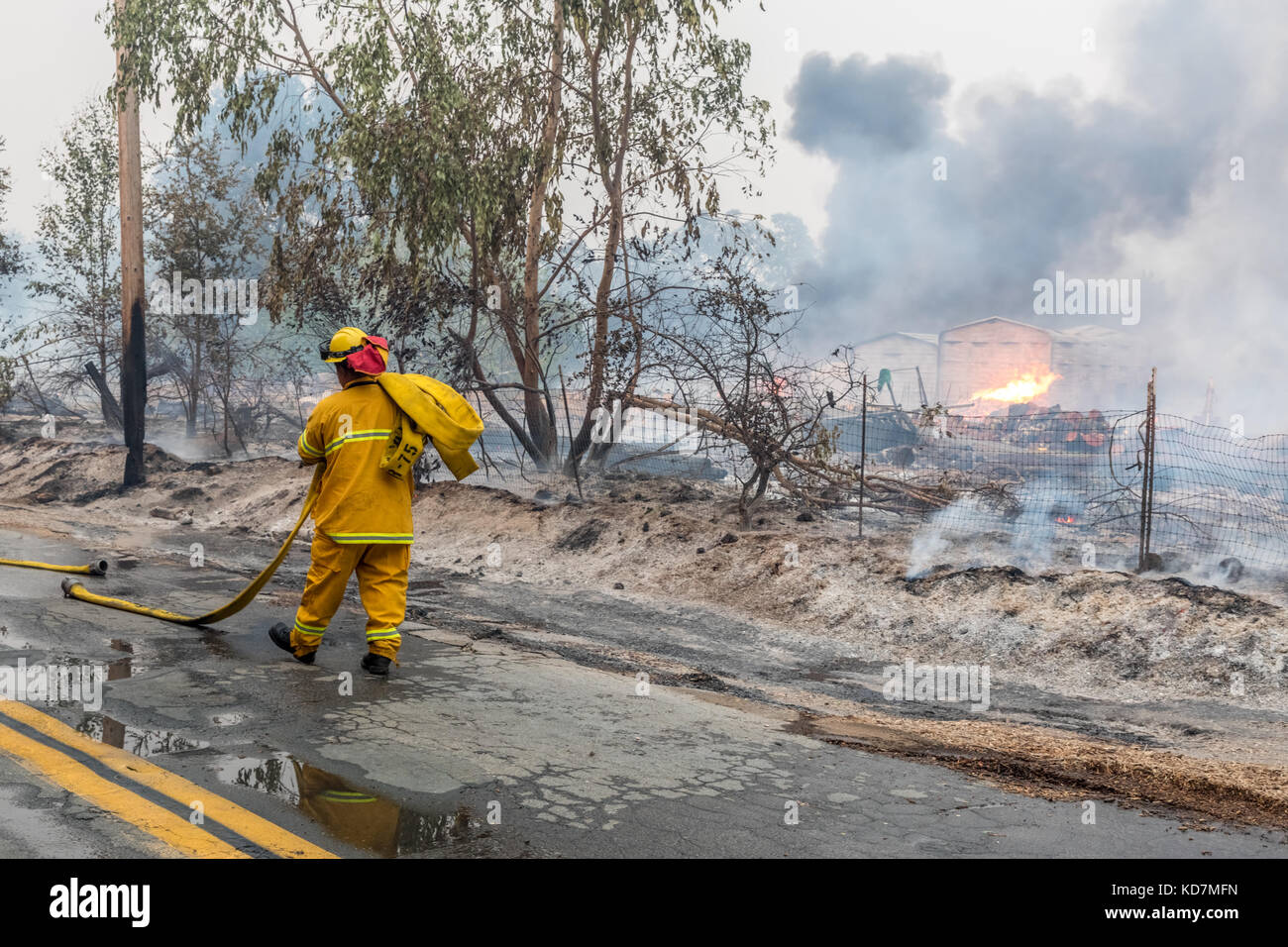 Firefighter pulling hose after fire. Sonoma County, California, United ...