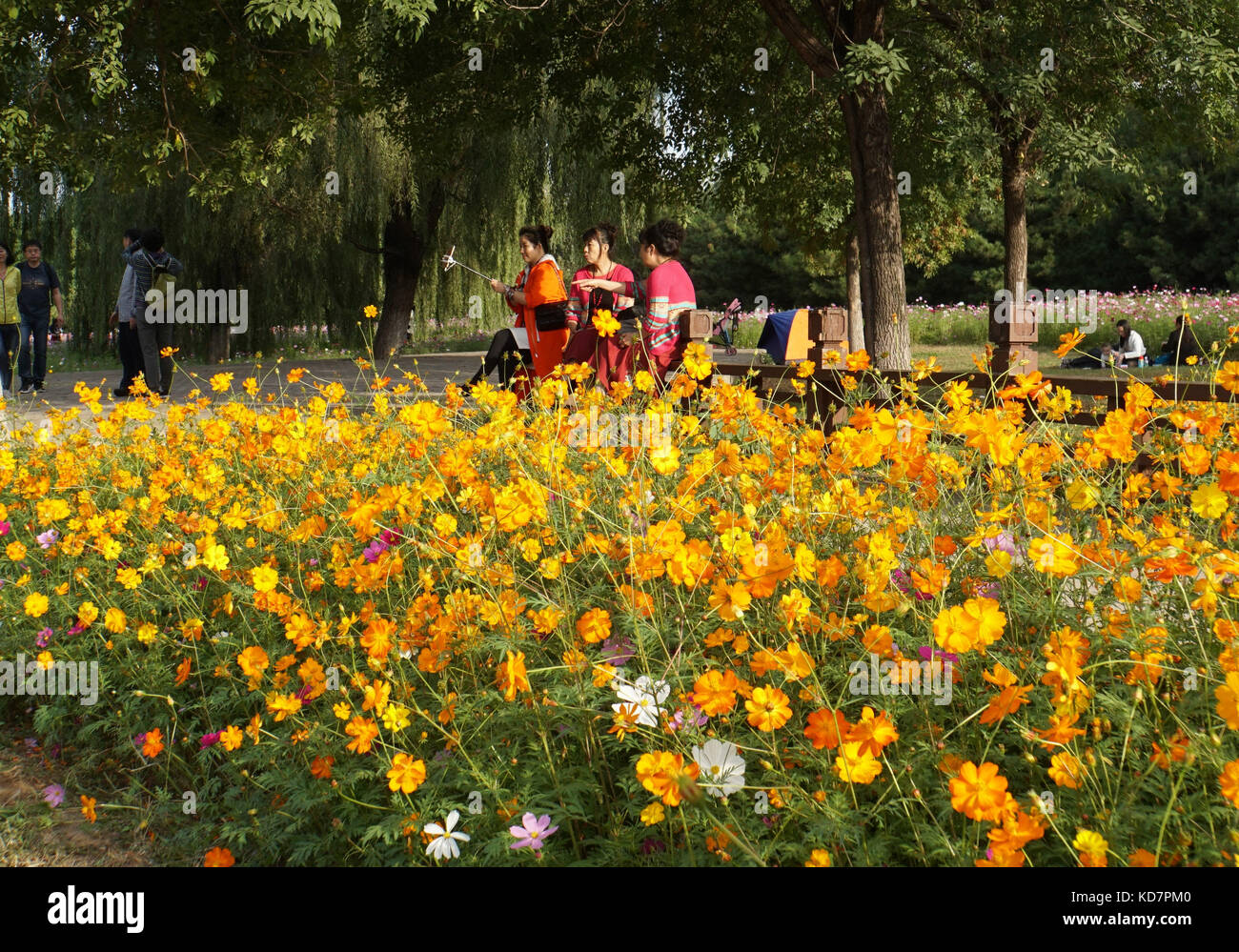 Beijing, China. 11th Oct, 2017. (EDITORIAL USE ONLY. CHINA OUT).Flowers ...