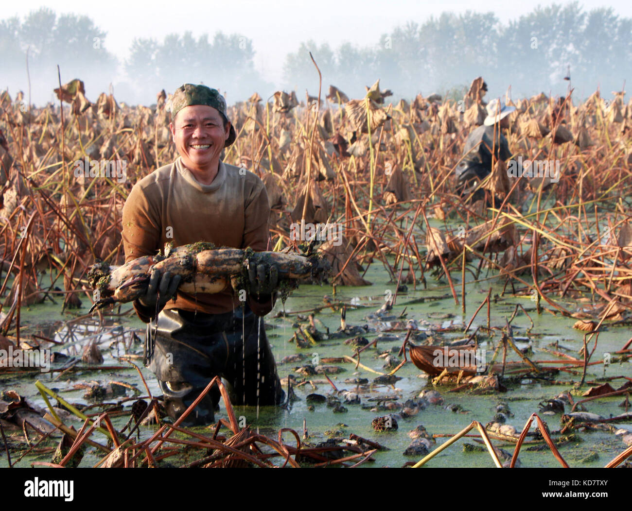 Baoying, China's Jiangsu Province. 29th Sep, 2017. A farmer conveys ...