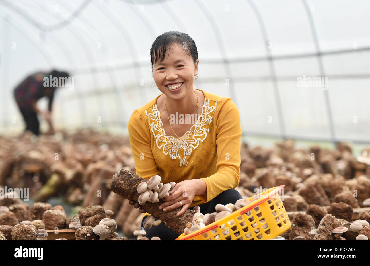Yuqing, China's Guizhou Province. 10th Oct, 2017. Farmer Li Xingmei ...