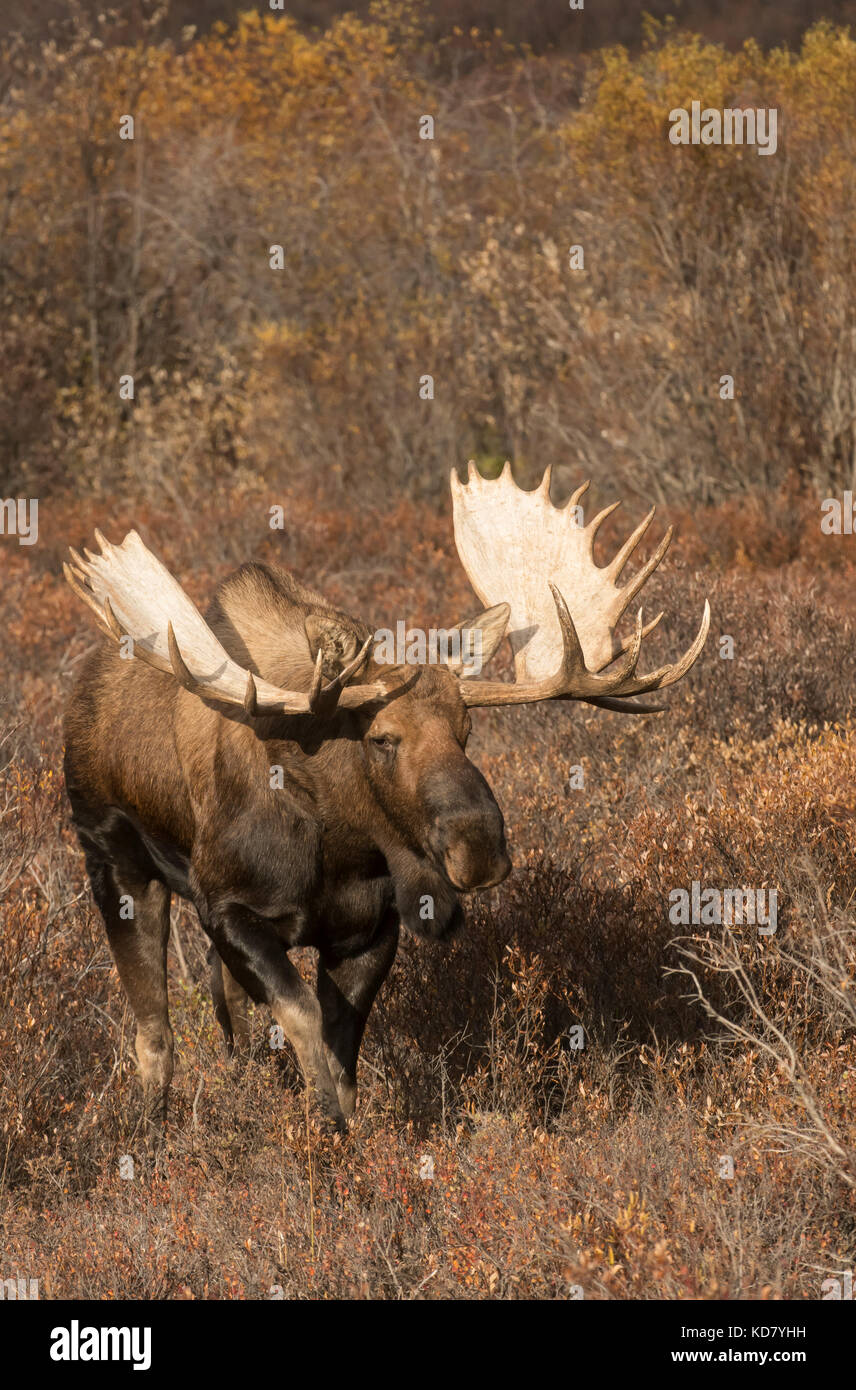 Bull Moose, Autumn, Alaska-Yukon variety, Large Antlers, Denali ...