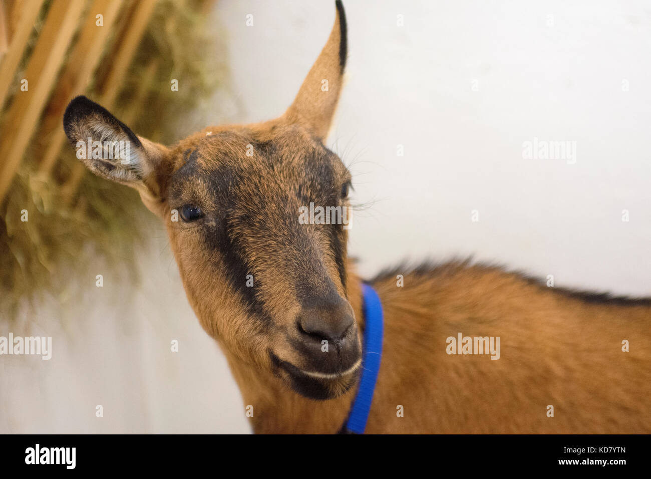 Portrait display hi-res stock photography and images - Alamy