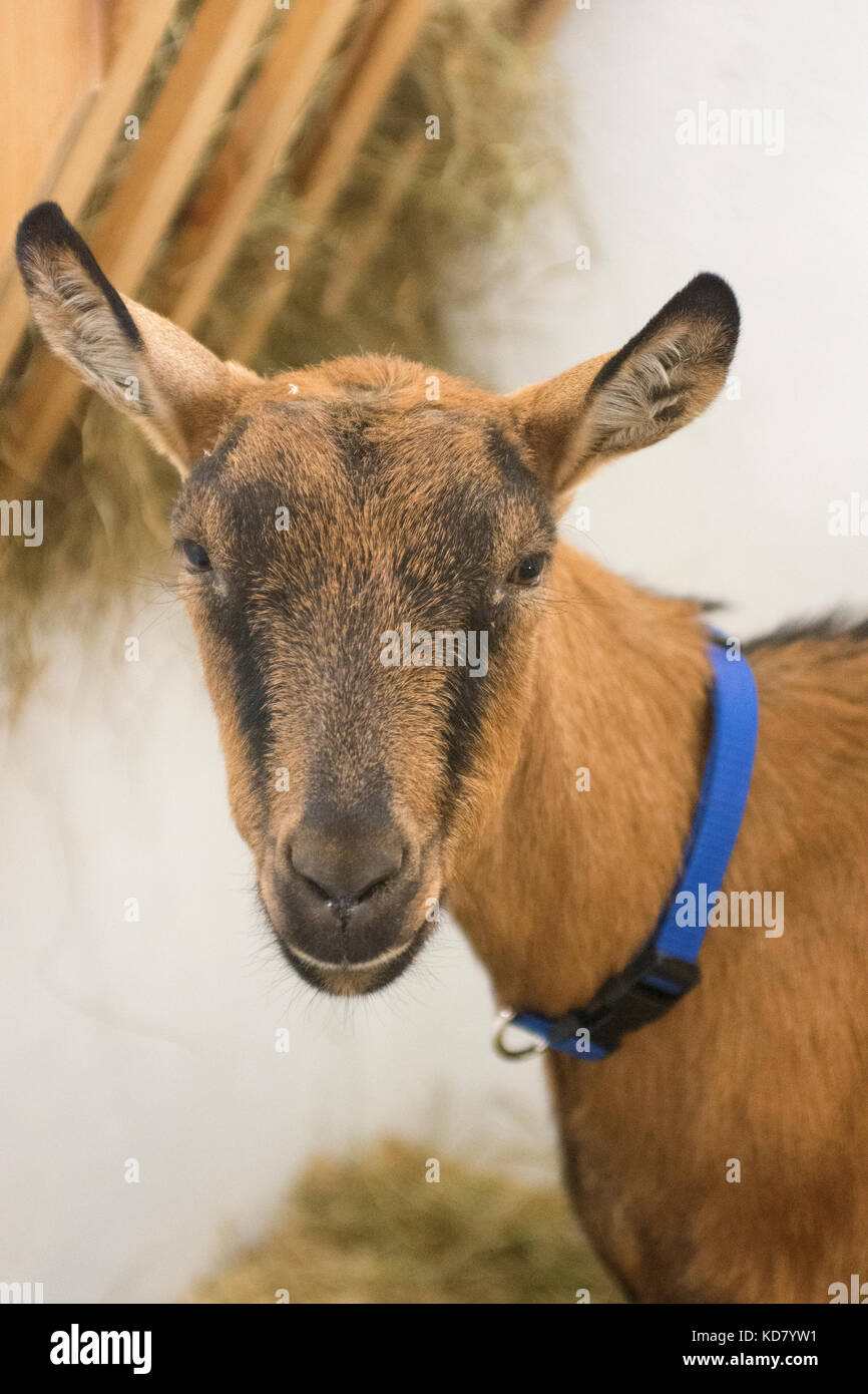A prize goat at the fryeburg Fair, Fryeburg, Maine, USA Stock Photo - Alamy