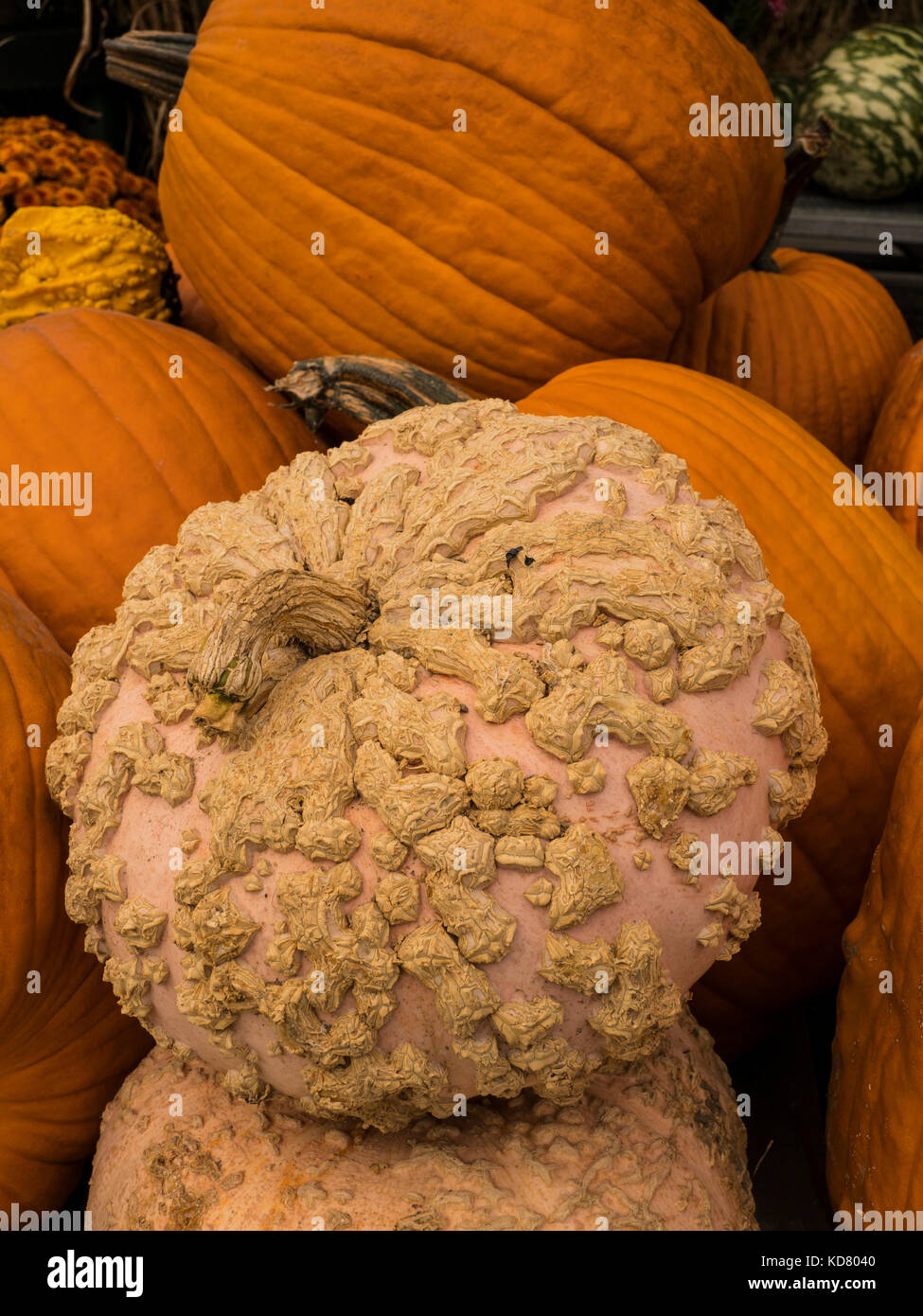 Peanut pumpkin (Curcurbita maxima “Galeux d' Eysines”), My Sister's ...