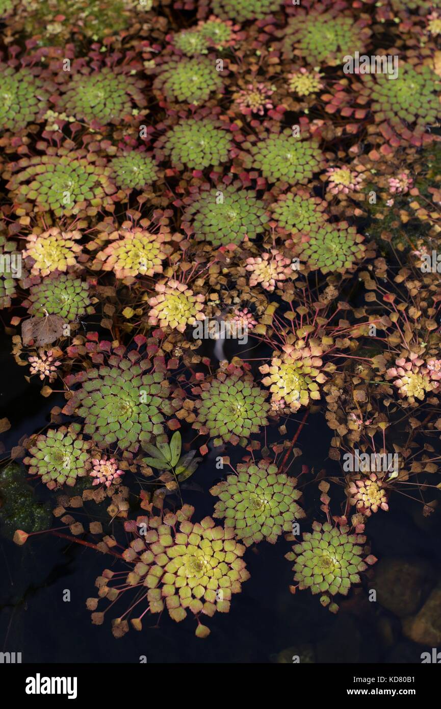 Plant Mosaic Plant High Resolution Stock Photography and Images - Alamy