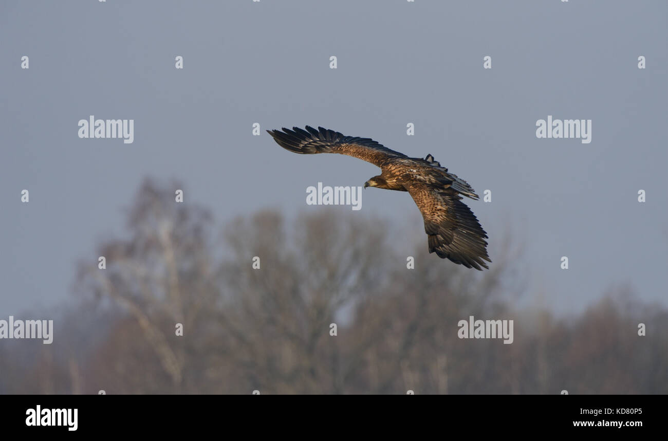White-tailed Sea Eagle in flight with trees of a forrest and blue sky ...