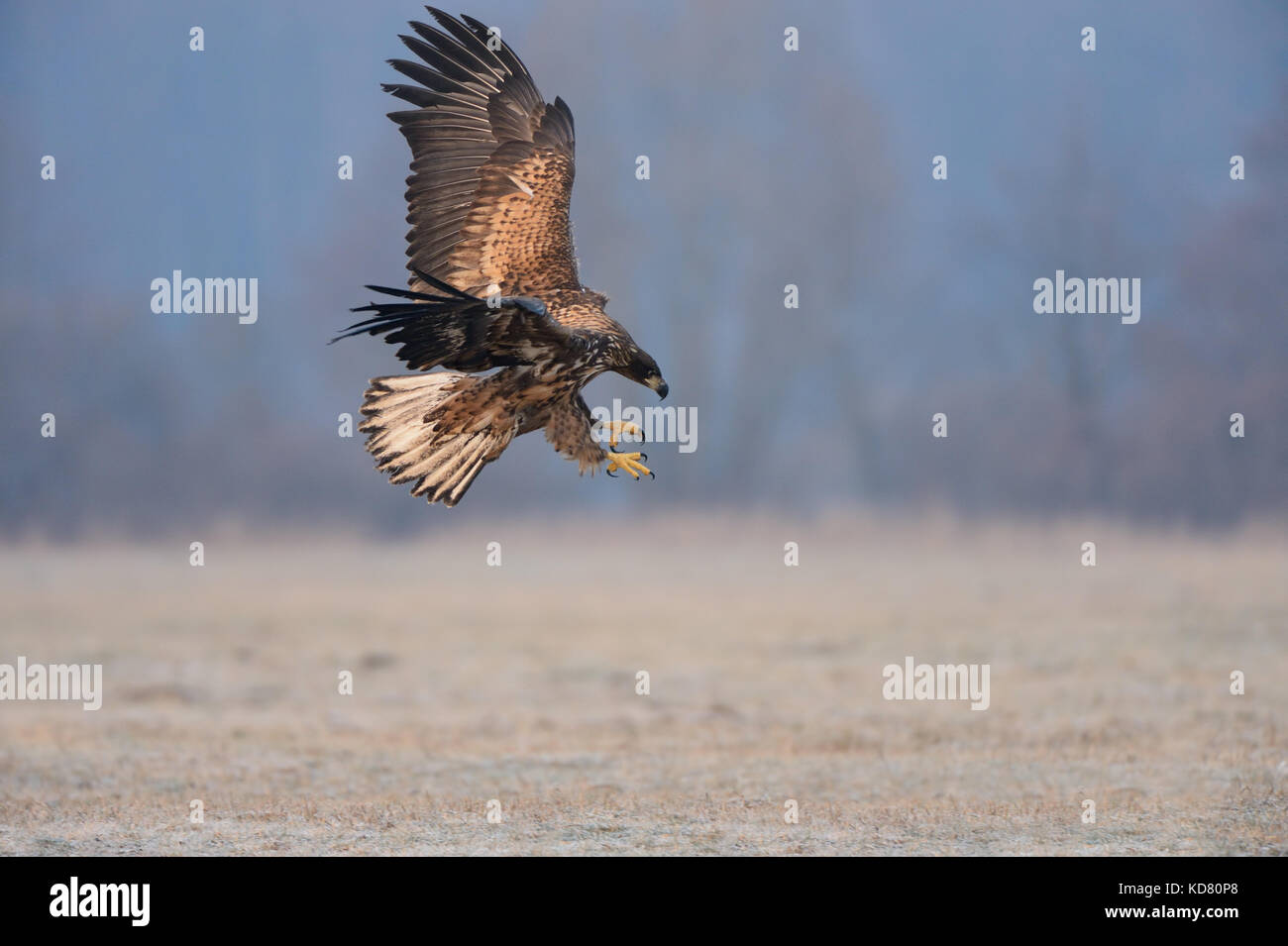 White-tailed Sea Eagle in flight with trees of a forrest and blue sky ...
