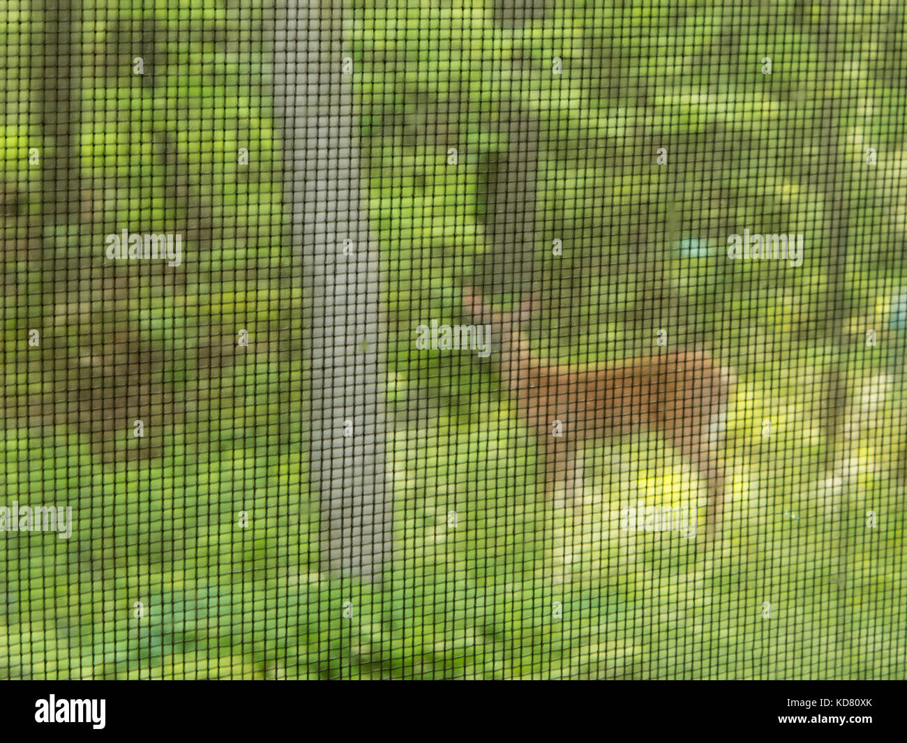White tail deer grazing, seen thru screen Stock Photo - Alamy