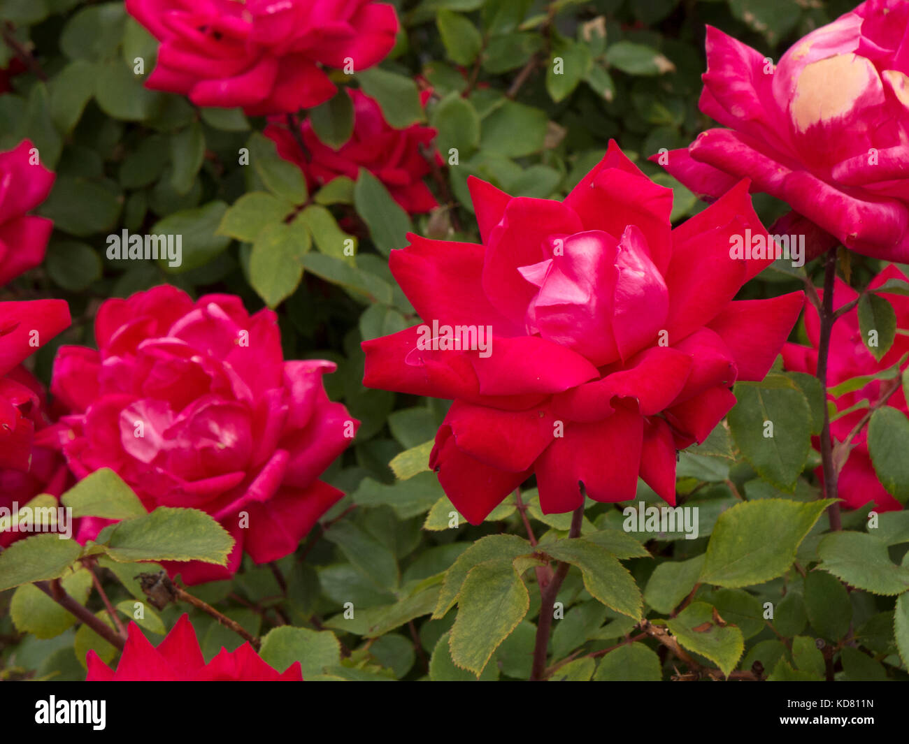 Red roses on rosebush Stock Photo - Alamy