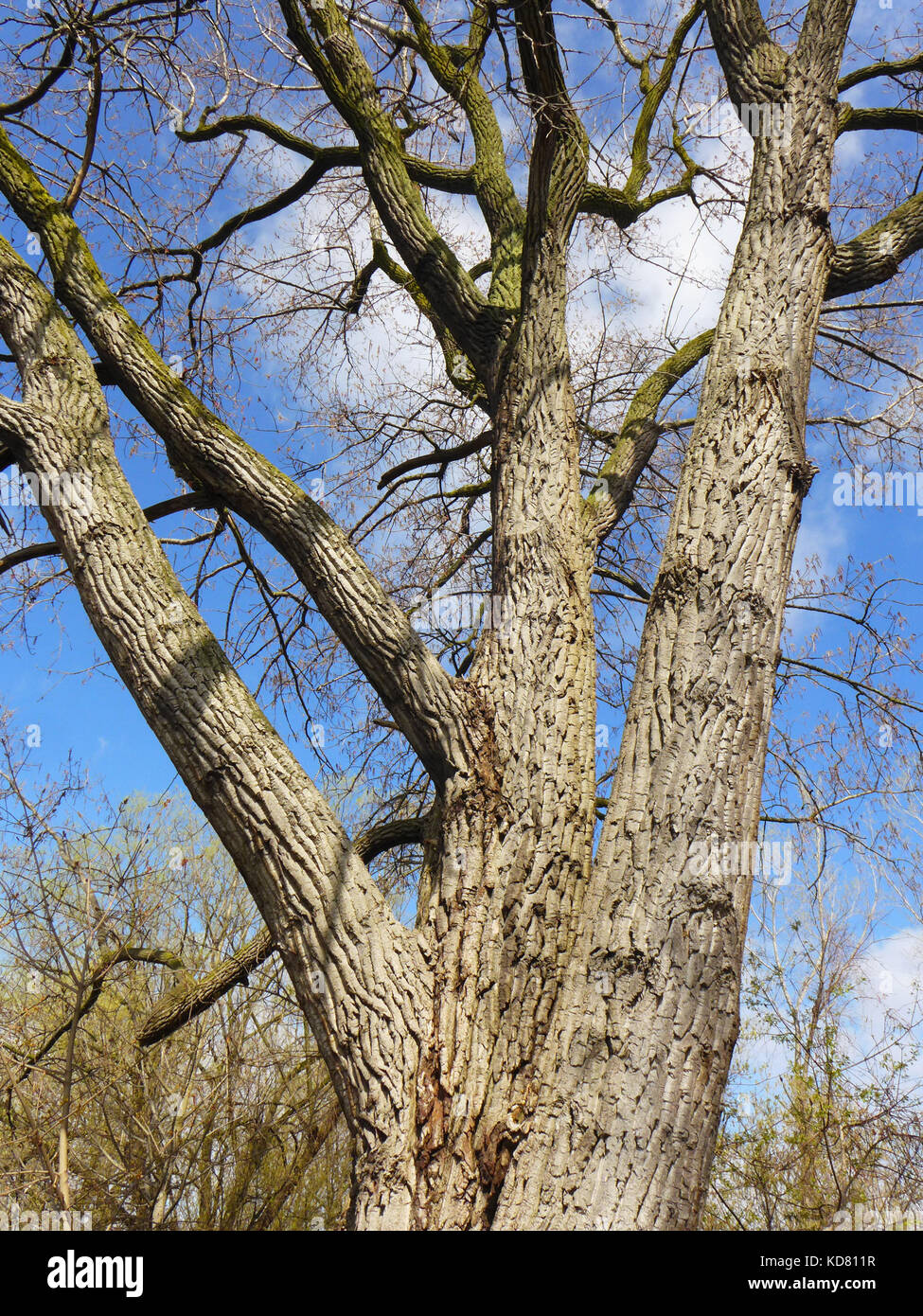 Dead ash tree hi-res stock photography and images - Alamy