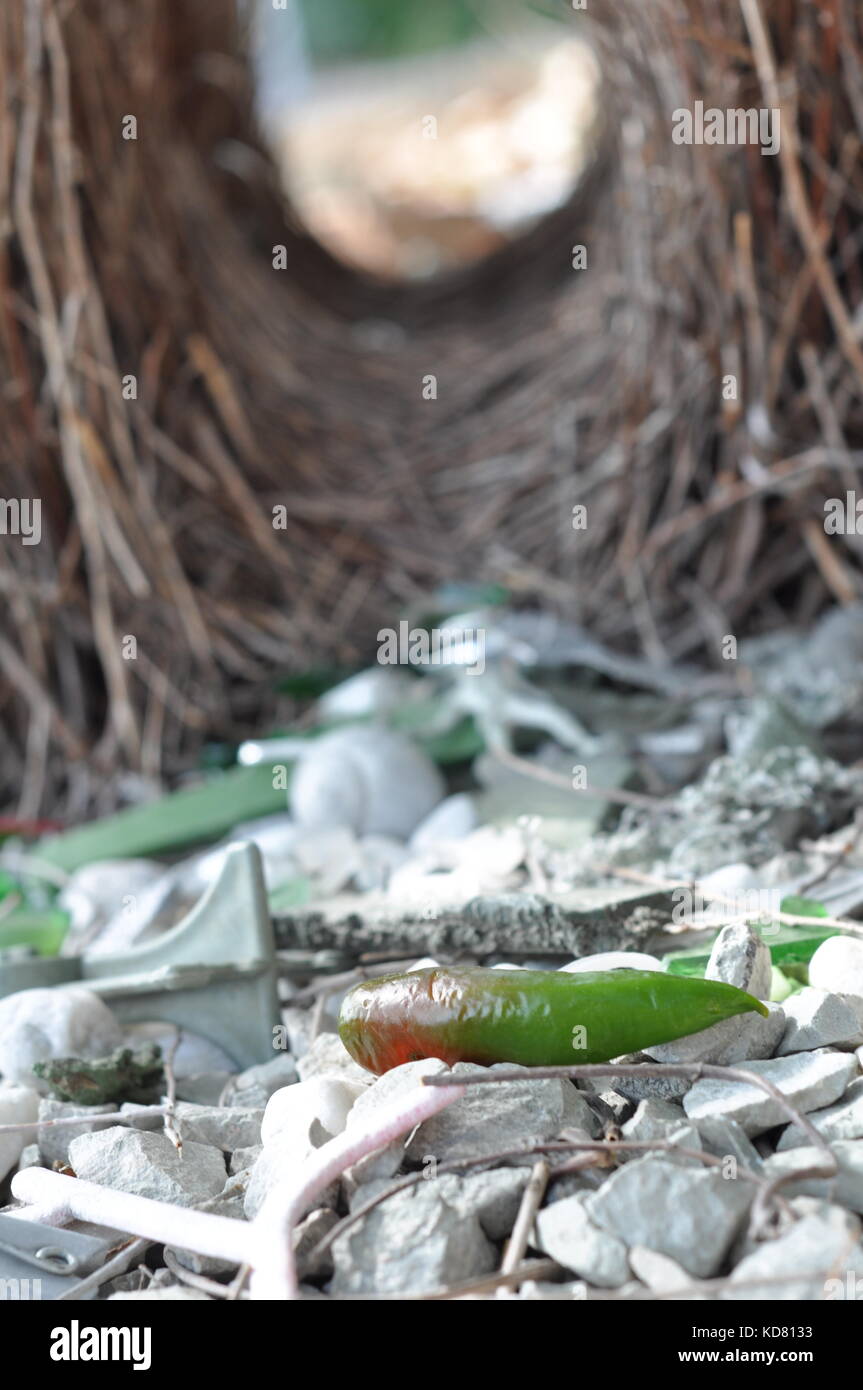 Feather Bower High Resolution Stock Photography and Images - Alamy