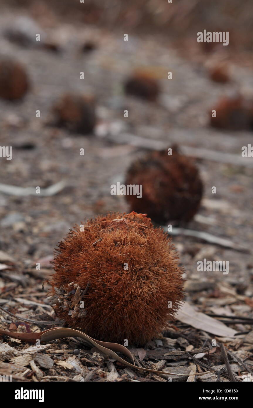 Makalani palm tree hi-res stock photography and images - Alamy