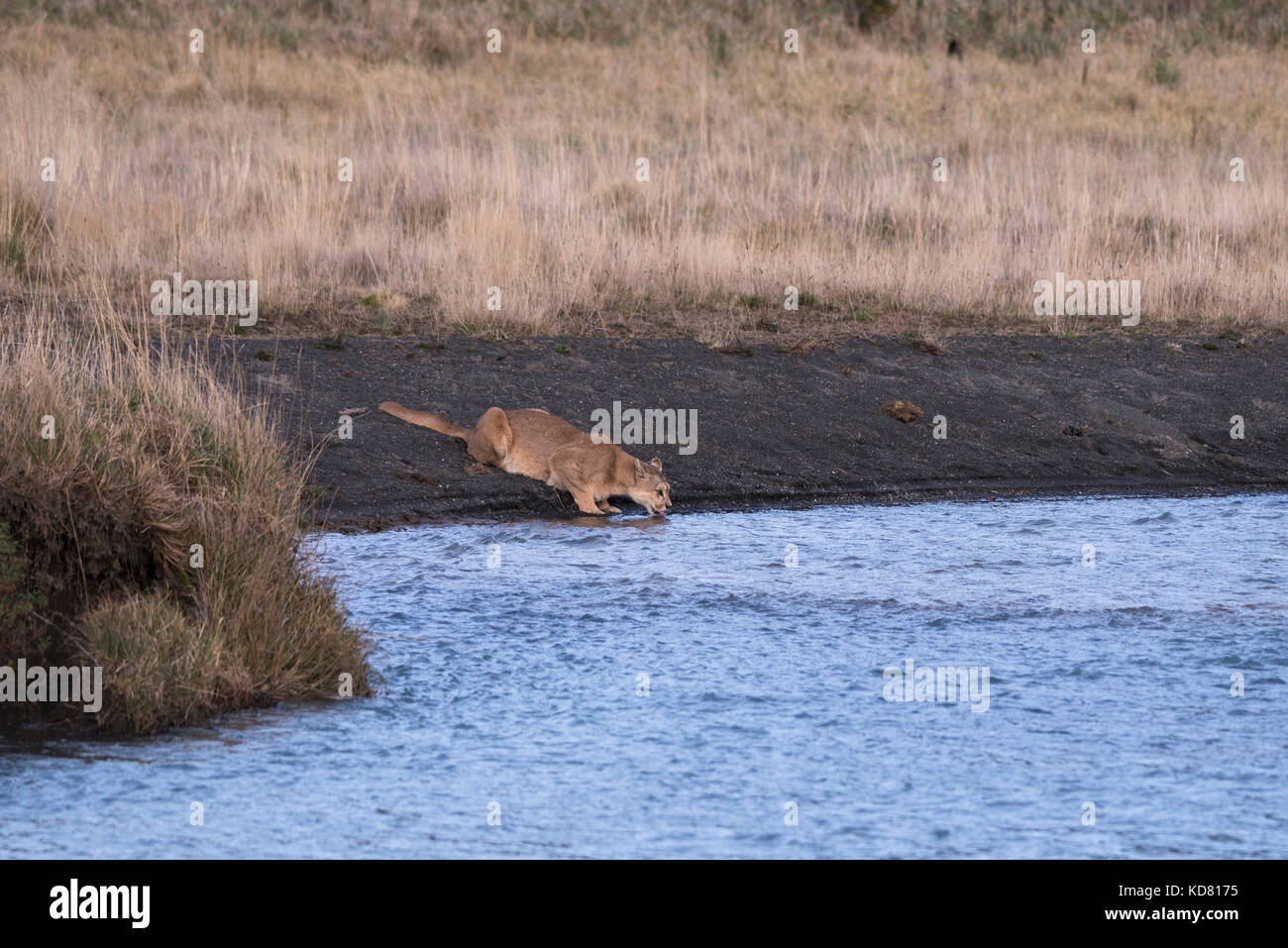 A Puma drinking at Paine River in Torres del Paine, Chile Stock Photo ...