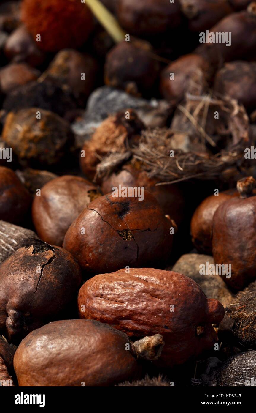 Palms drought tolerant garden hi-res stock photography and images - Alamy