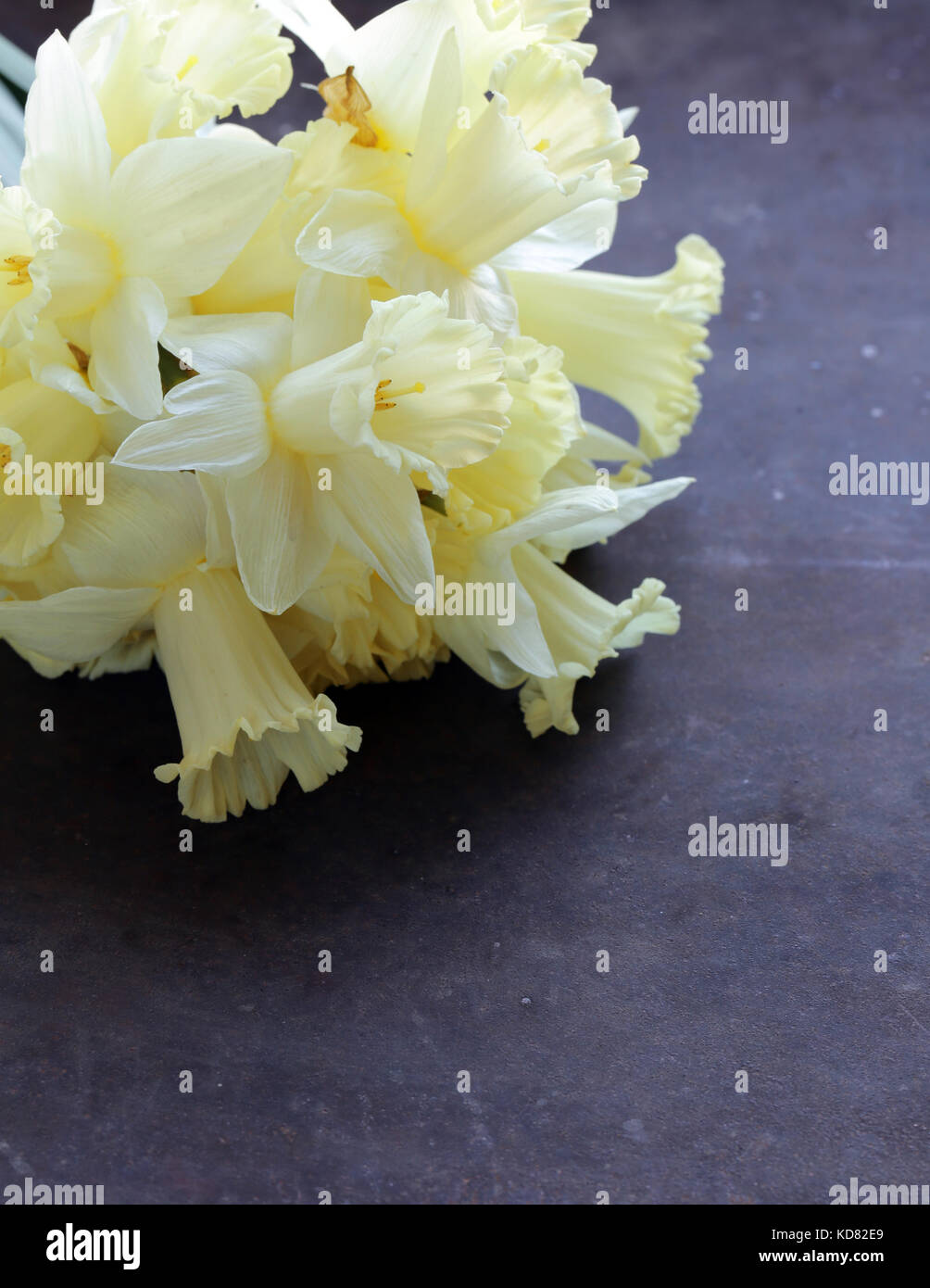 fresh yellow daffodil flowers symbol of spring Stock Photo - Alamy