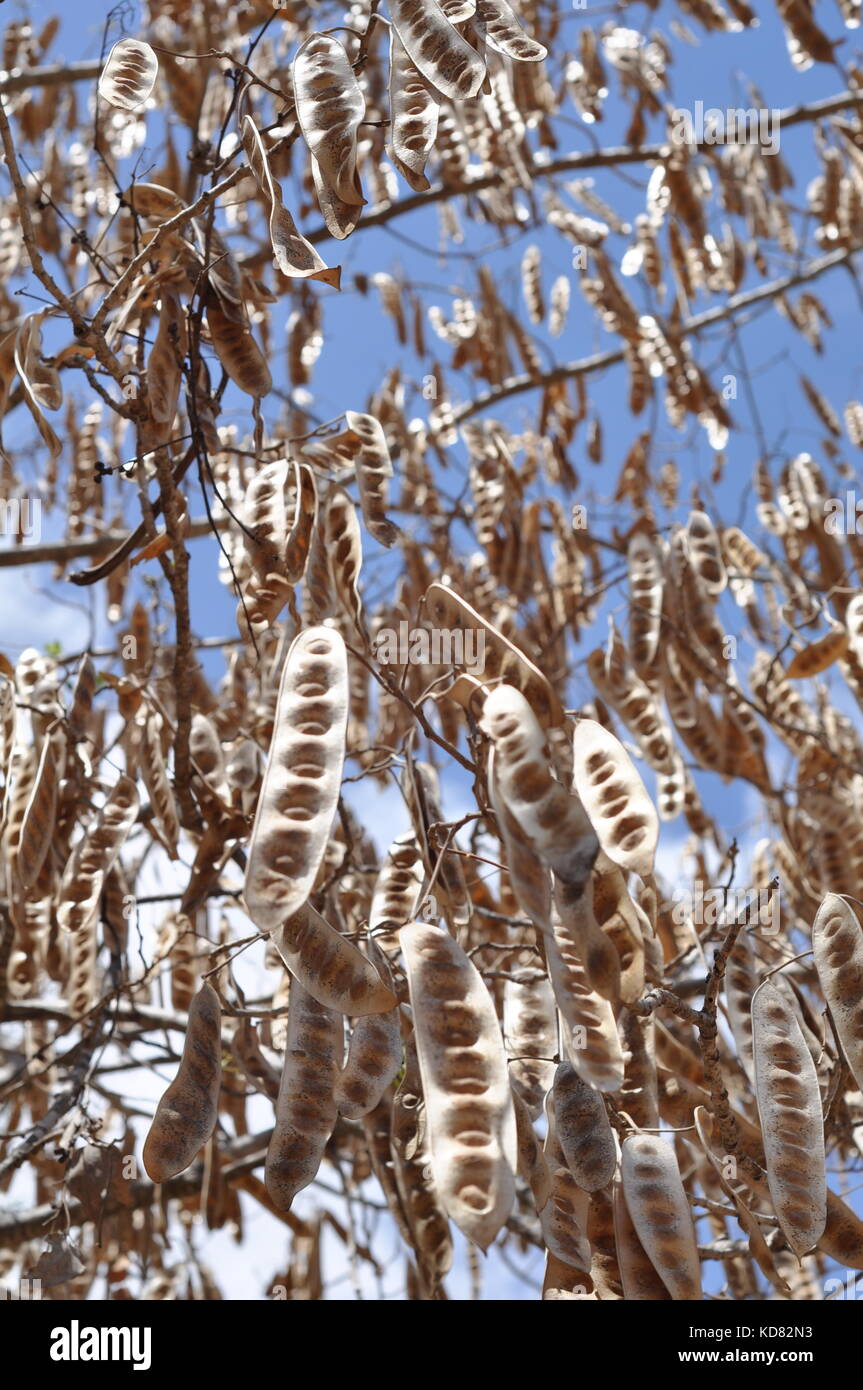 Urban garden pods hi-res stock photography and images - Alamy