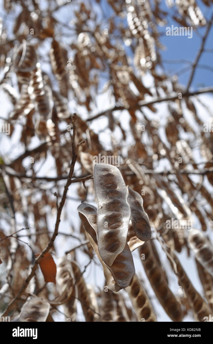 Tree laden with seed pods, Townsville, Queensland, Australia, October ...