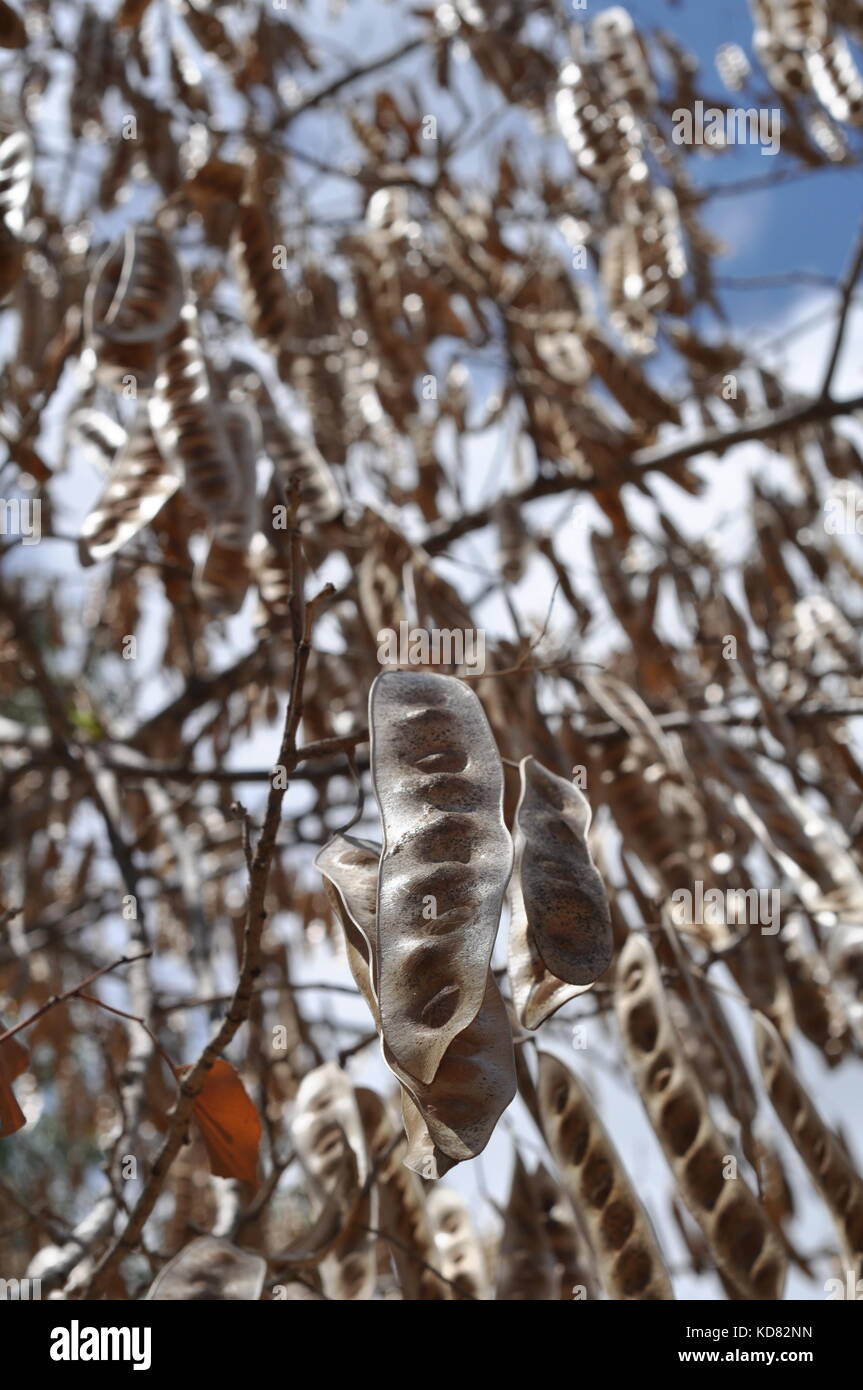 Tree laden with seed pods, Townsville, Queensland, Australia, October ...